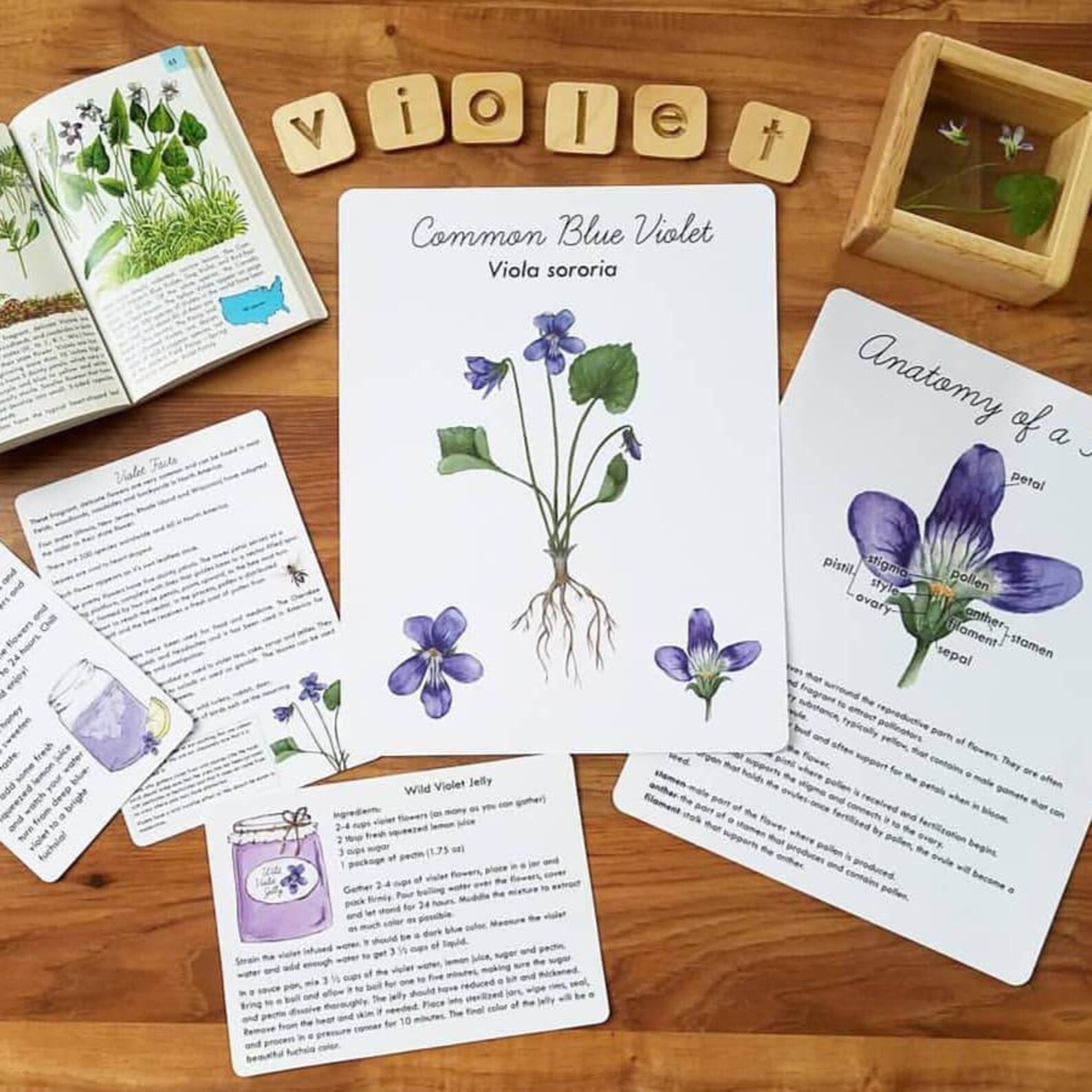 Common Blue Violet Mini Nature Study Bundle - Etsy
