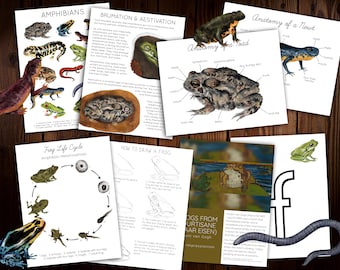 Amphibian Unit Study, Frogs Unit Study, Frogs 3 Part Cards, Frog ...