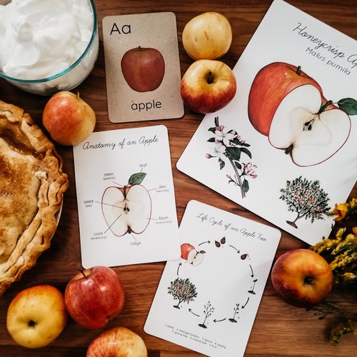 Apple Unit Study Apple Activities Prek 2nd Grade Fall - Etsy