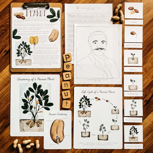 George Washington Carver and Peanut Unit Study - Etsy