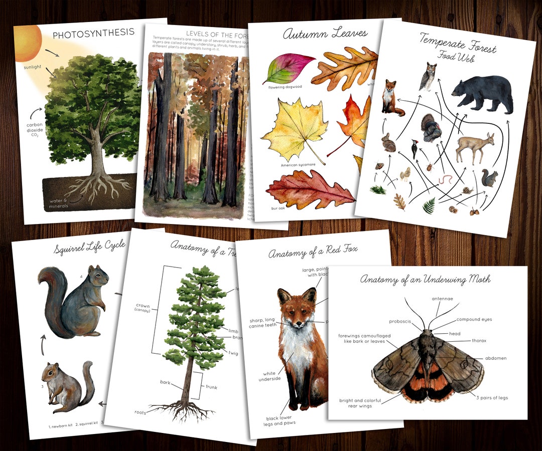 Temperate Forest Unit Study - Etsy