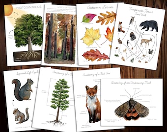 Forest Layers Cards and Puzzle Temperate Forest Nature Study Mini Unit ...