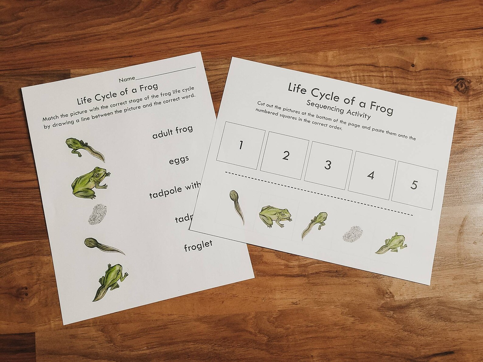 Frog Life Cycle Mini Study - Etsy