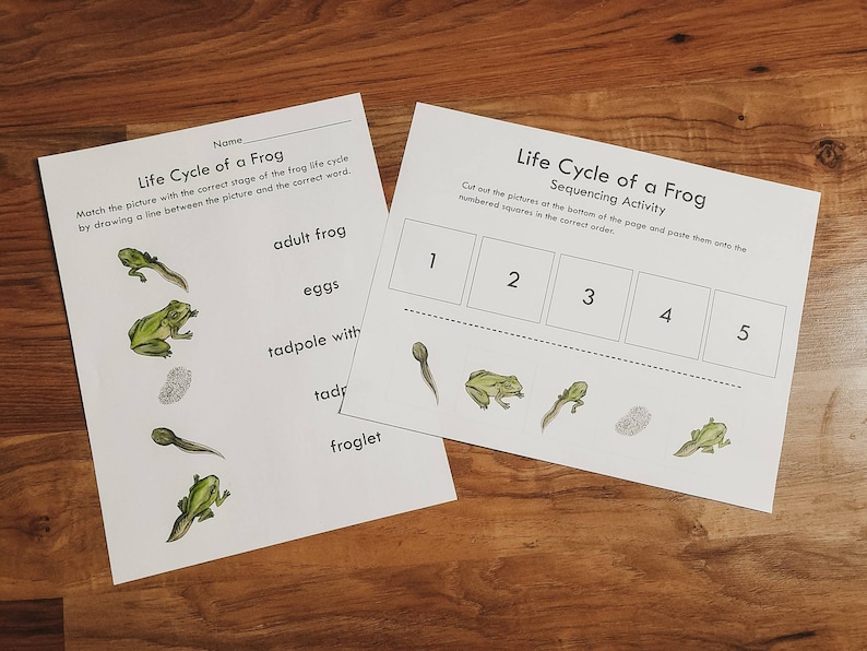 Frog Life Cycle Mini Study | Etsy Canada