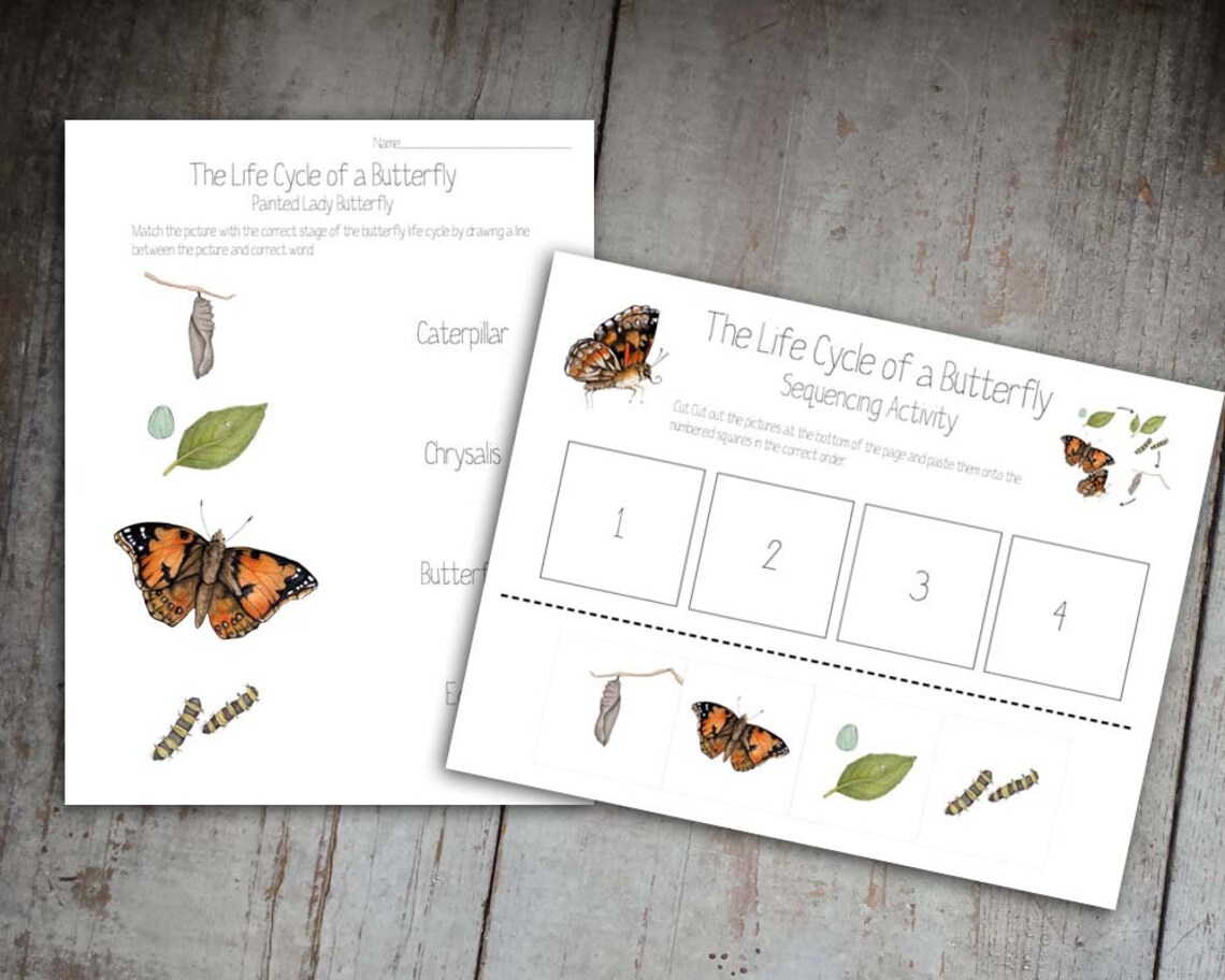Life Cycle of a Butterfly Sequencing Activity and Matching - Etsy