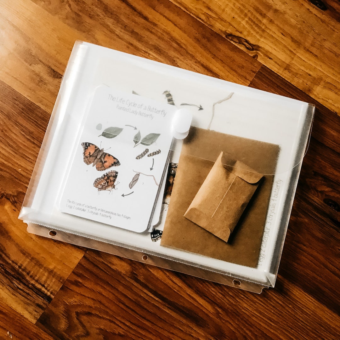 Painted Lady Butterfly Mini Study Physical Bundle - Etsy