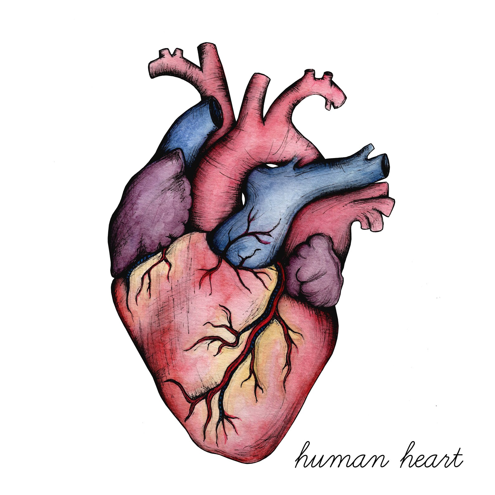 Human Heart Mini Study - Etsy