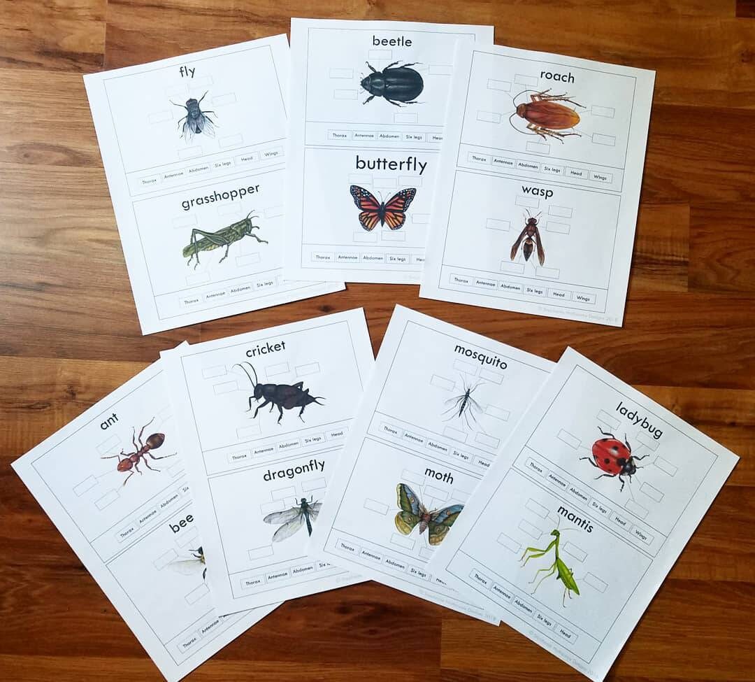 Bug Preschool/early Education Bundle | Etsy
