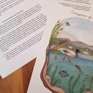 Pond Unit Study Bundle - Etsy
