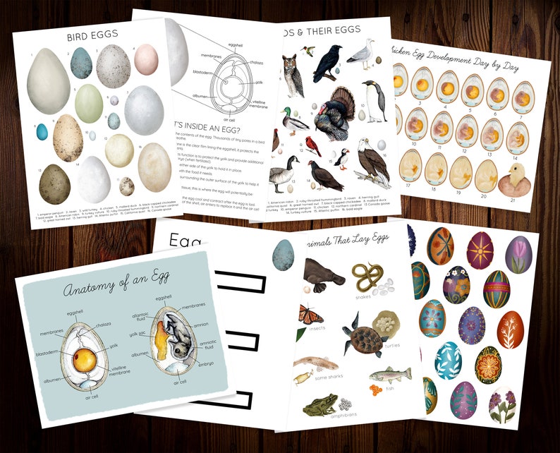 Easter Nature Study Bundle - Etsy