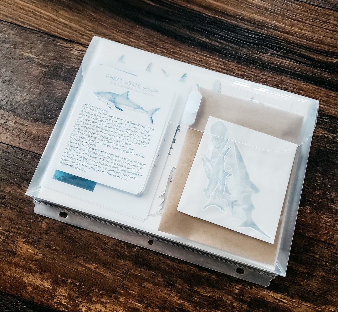 Shark Unit Study Physical Bundle - Etsy