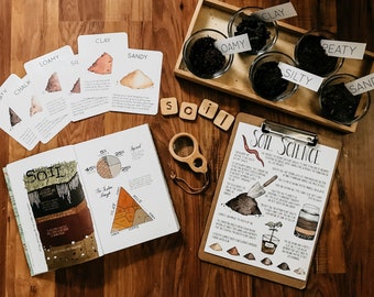 Symbiotic Relationships Mini Study: Forest Ecosystem Lesson Plan ...