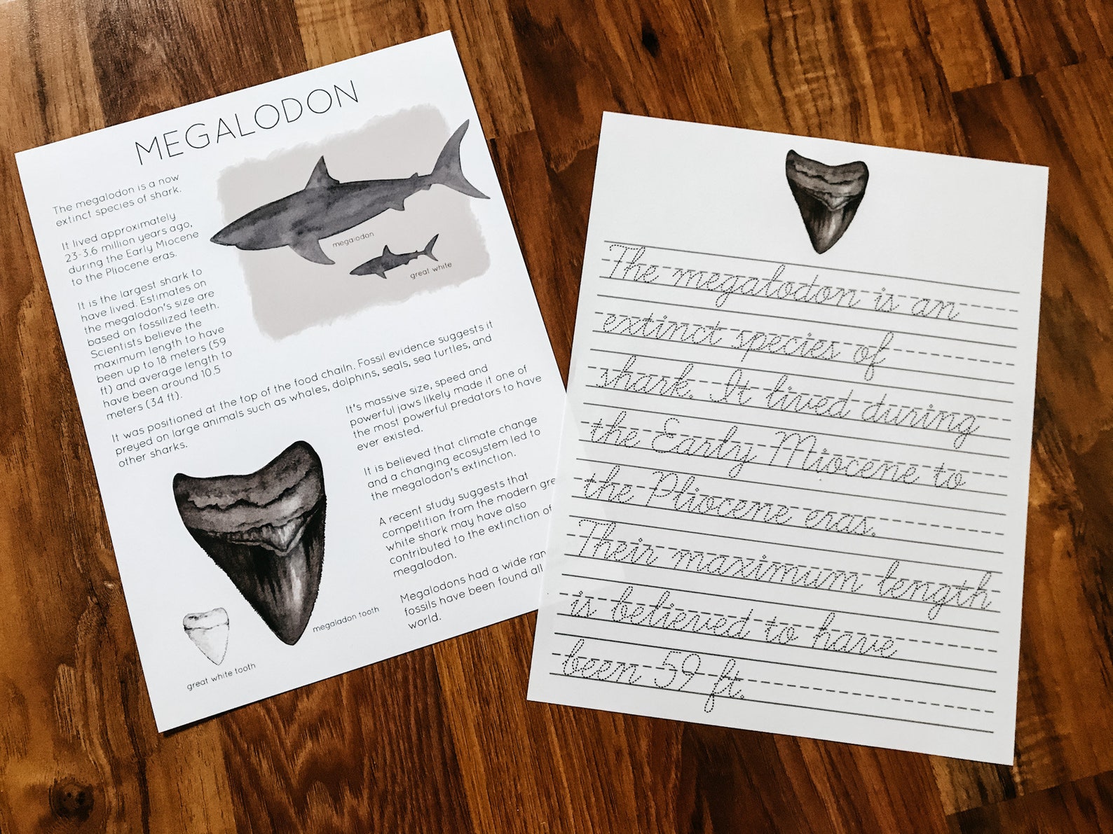 Sharks Unit Study - Etsy