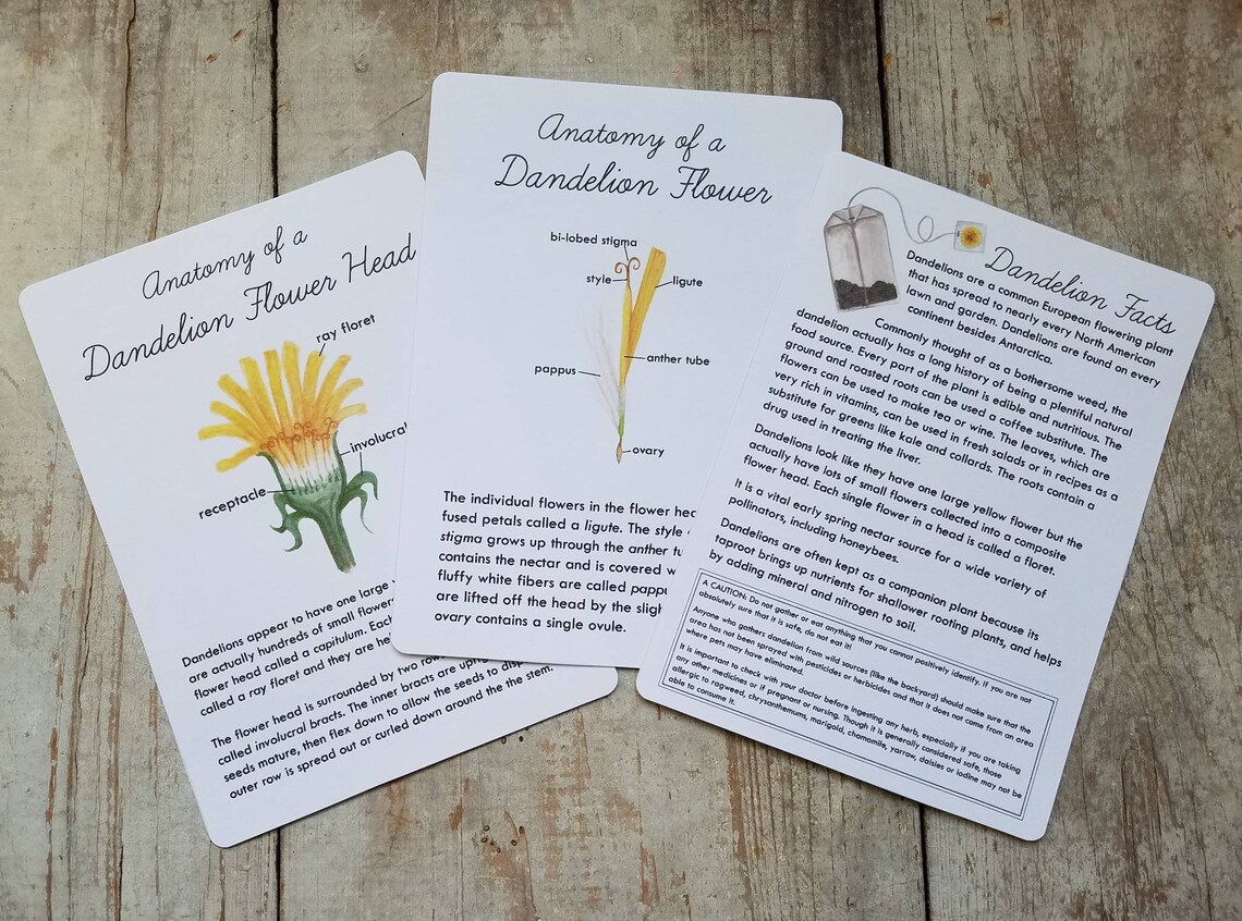 Dandelion Mini Unit Study Bundle - Etsy