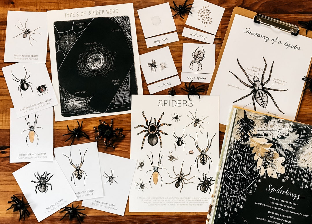 Spider Nature Study - Etsy