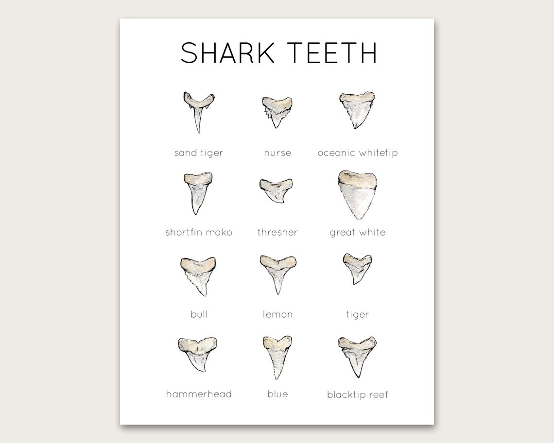 Shark Teeth Poster/art Print - Etsy