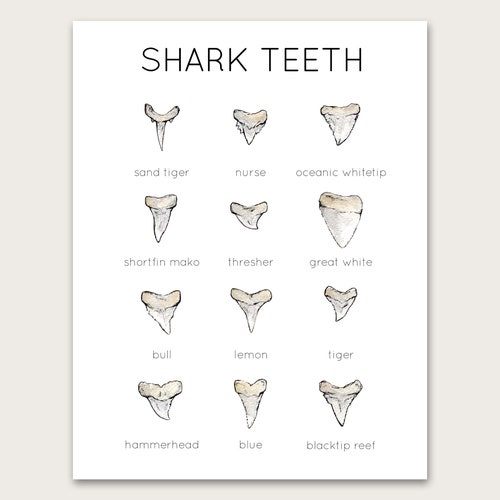 Shark Teeth Watercolor Art Print Set of 3 Discounted - Etsy
