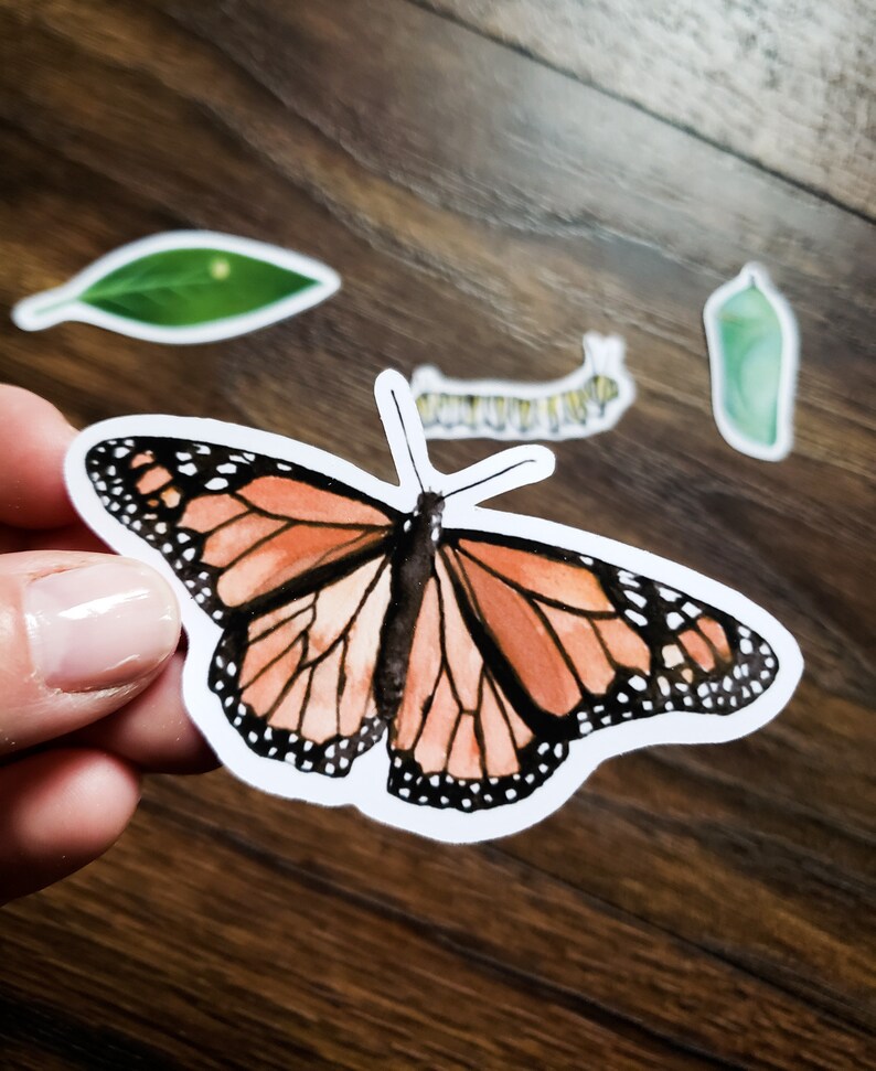 Monarch Butterfly Life Cycle Sticker Pack Set of 4 - Etsy