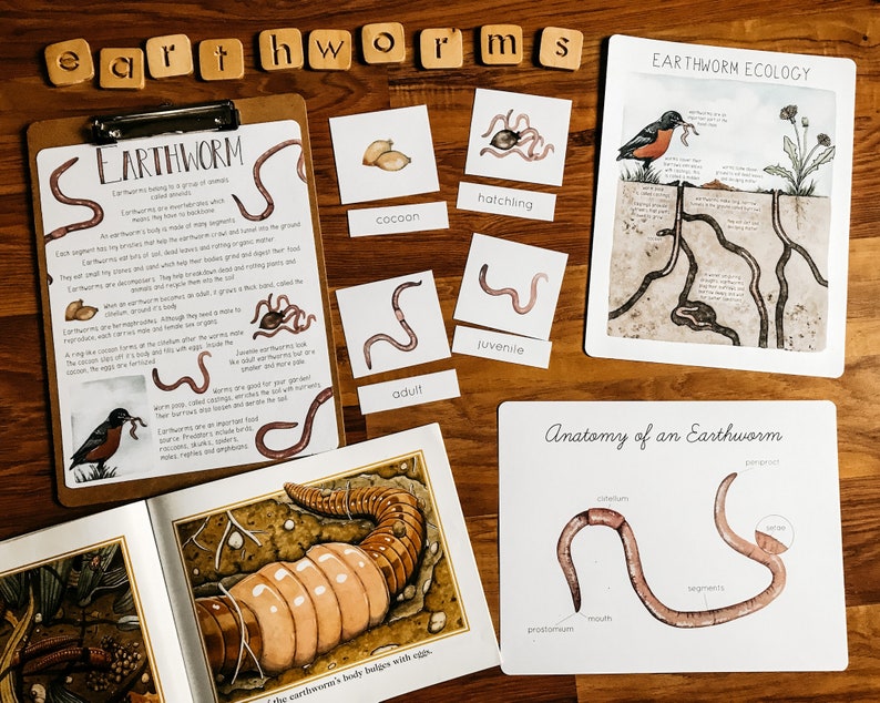 Earthworm Mini Study - Etsy