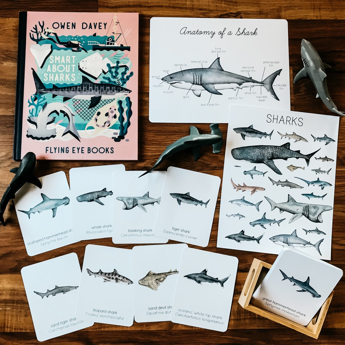 Sharks Unit Study - Etsy
