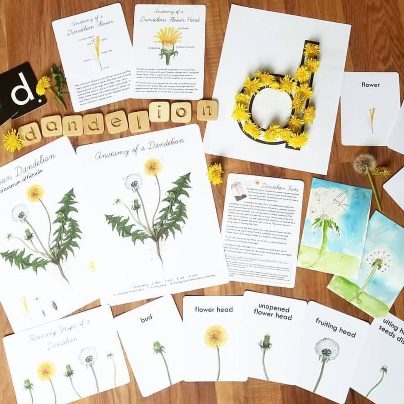 Dandelion Mini Unit Study Bundle - Etsy
