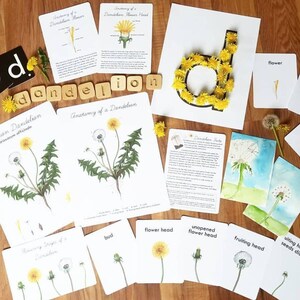 Dandelion Mini Unit Study Bundle - Etsy