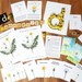 Dandelion Mini Unit Study Bundle - Etsy