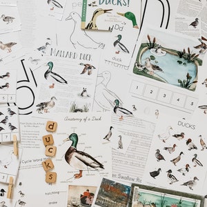 Duck Unit Study Guide - Etsy