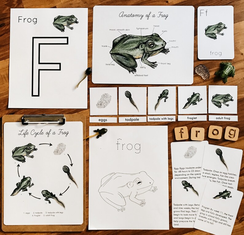 Frog Life Cycle Mini Study - Etsy