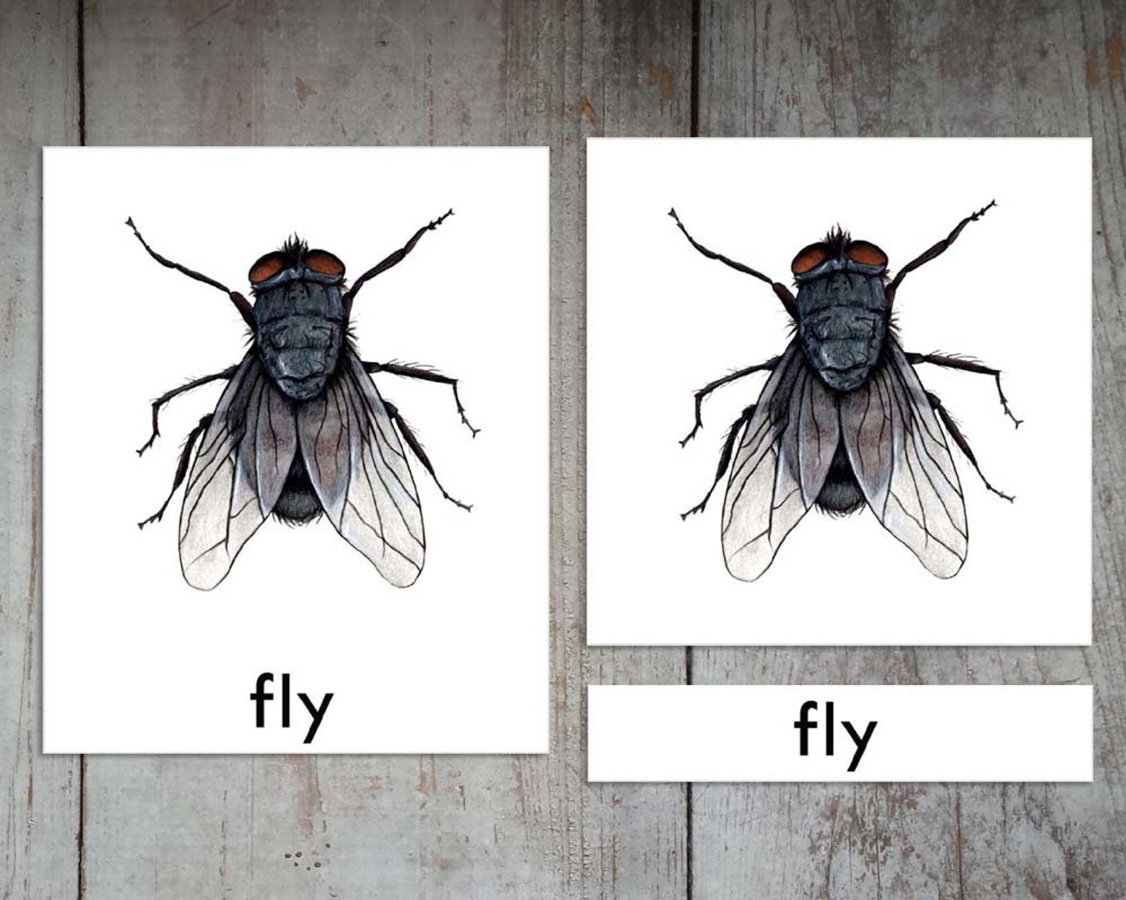 Montessori 3-part Cards: Insects - Etsy