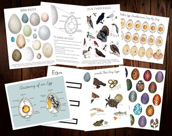 American Robin Life Cycle Pack Homeschool Printable 3-part Cards Nature ...