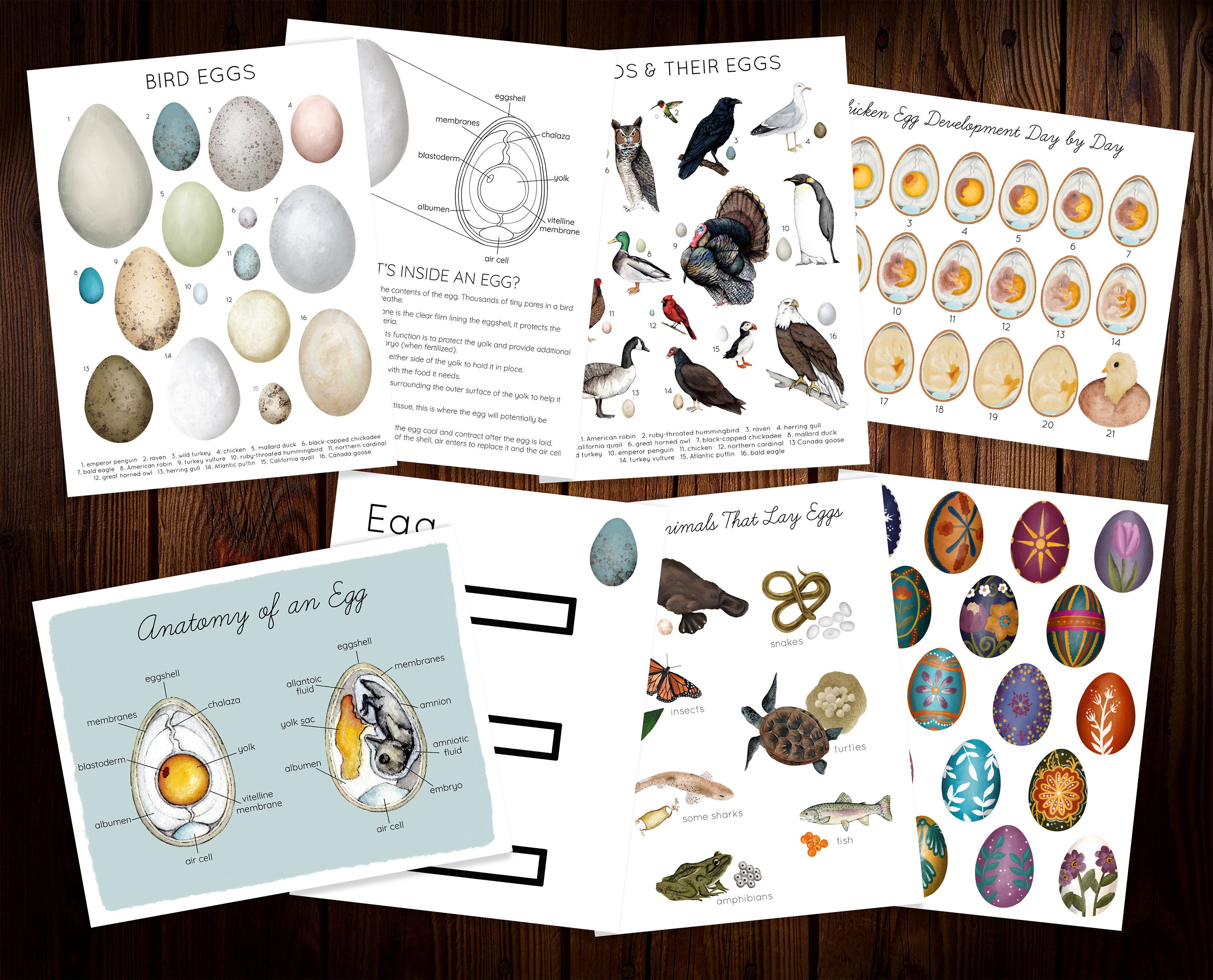 Egg Nature Study - Etsy