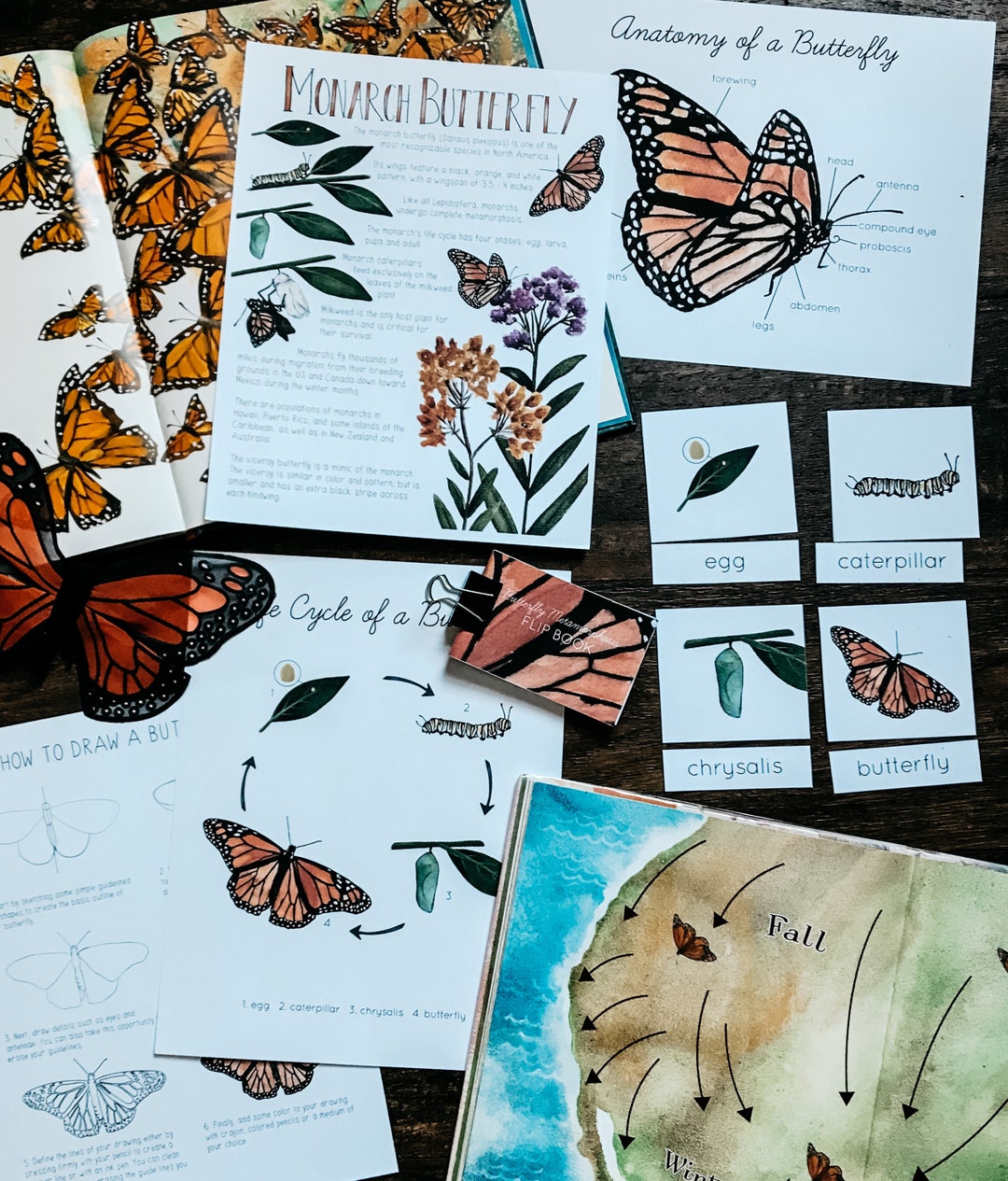 Monarch Butterfly Mini Nature Study - Etsy