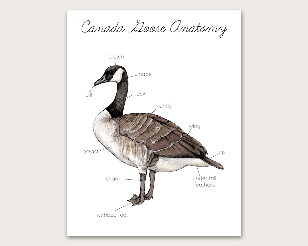 Affiche Canada Goose Anatomy/Tirage dart - Etsy France