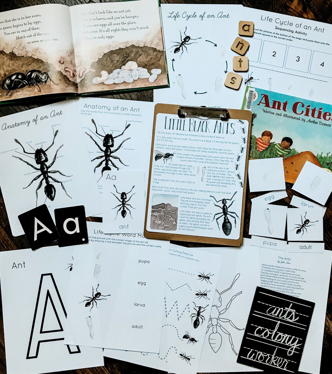 Ant Mini Nature Study - Etsy