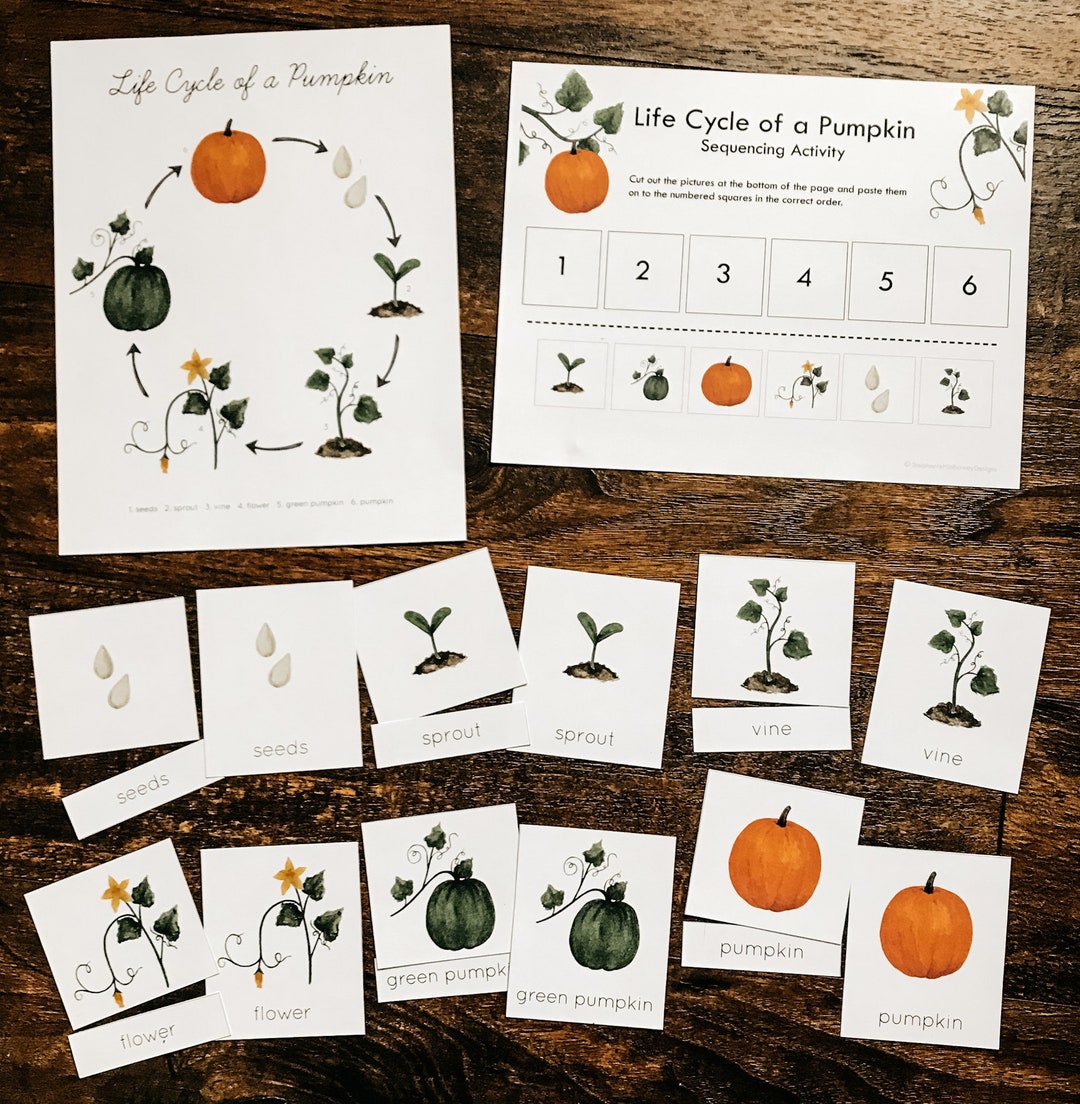 Pumpkin Life Cycle 3 Part Cards Poster and Worksheet - Etsy Canada