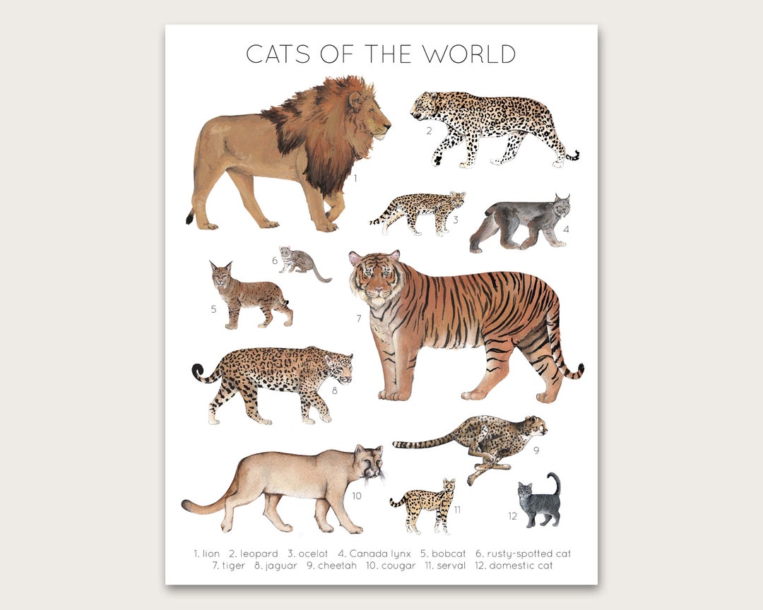Cats of the World Poster Art Print - Etsy