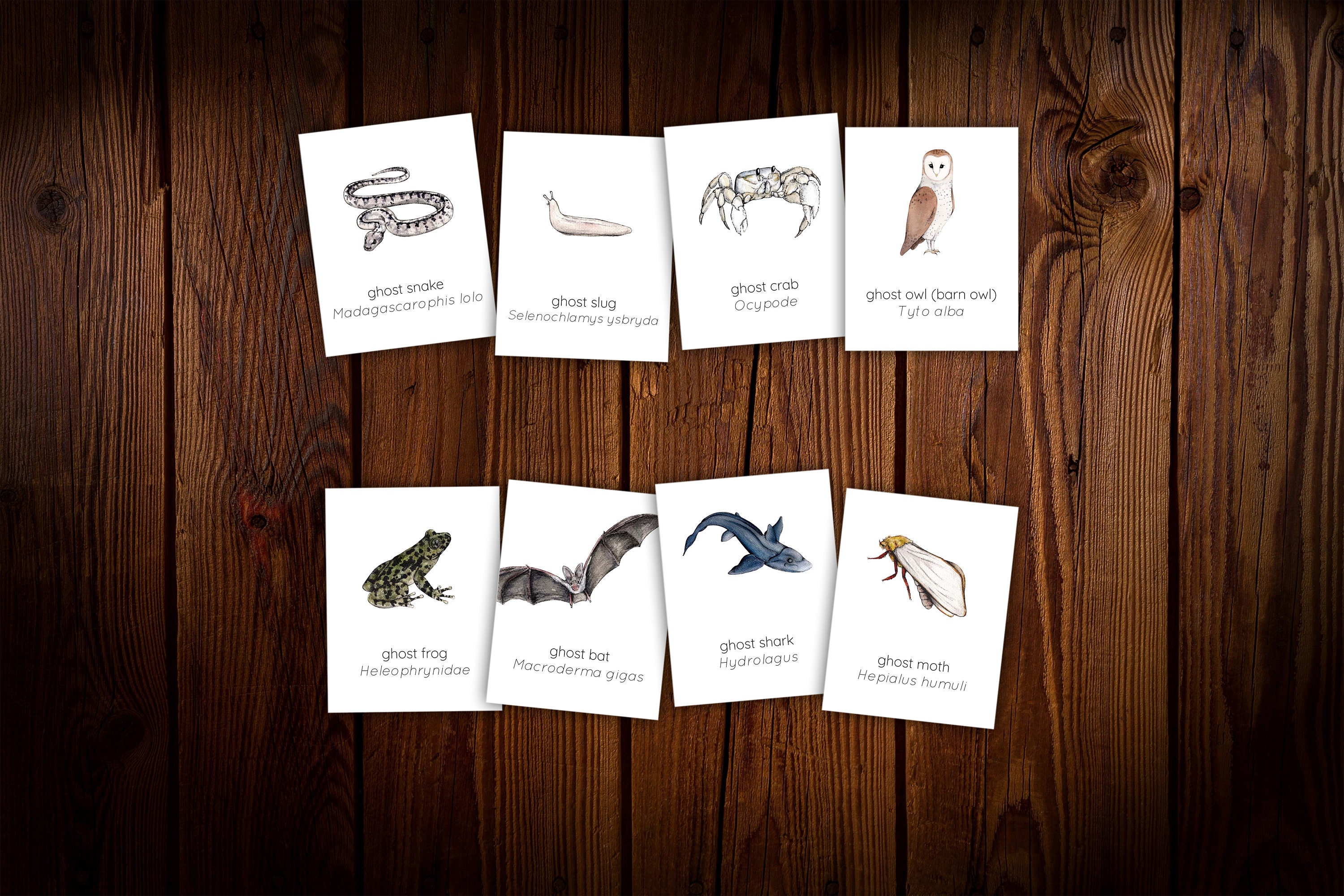 Ghost Animals Unit Study - Etsy