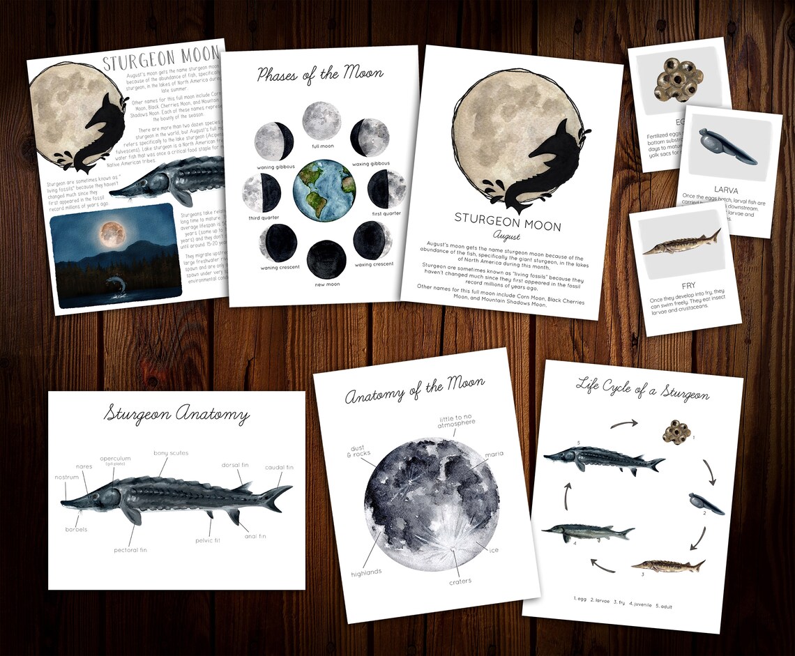 Summer Full Moon Bundle - Etsy