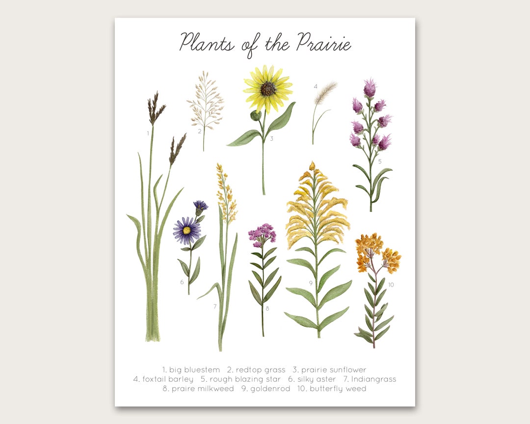 Prairie Plants Art Print - Etsy