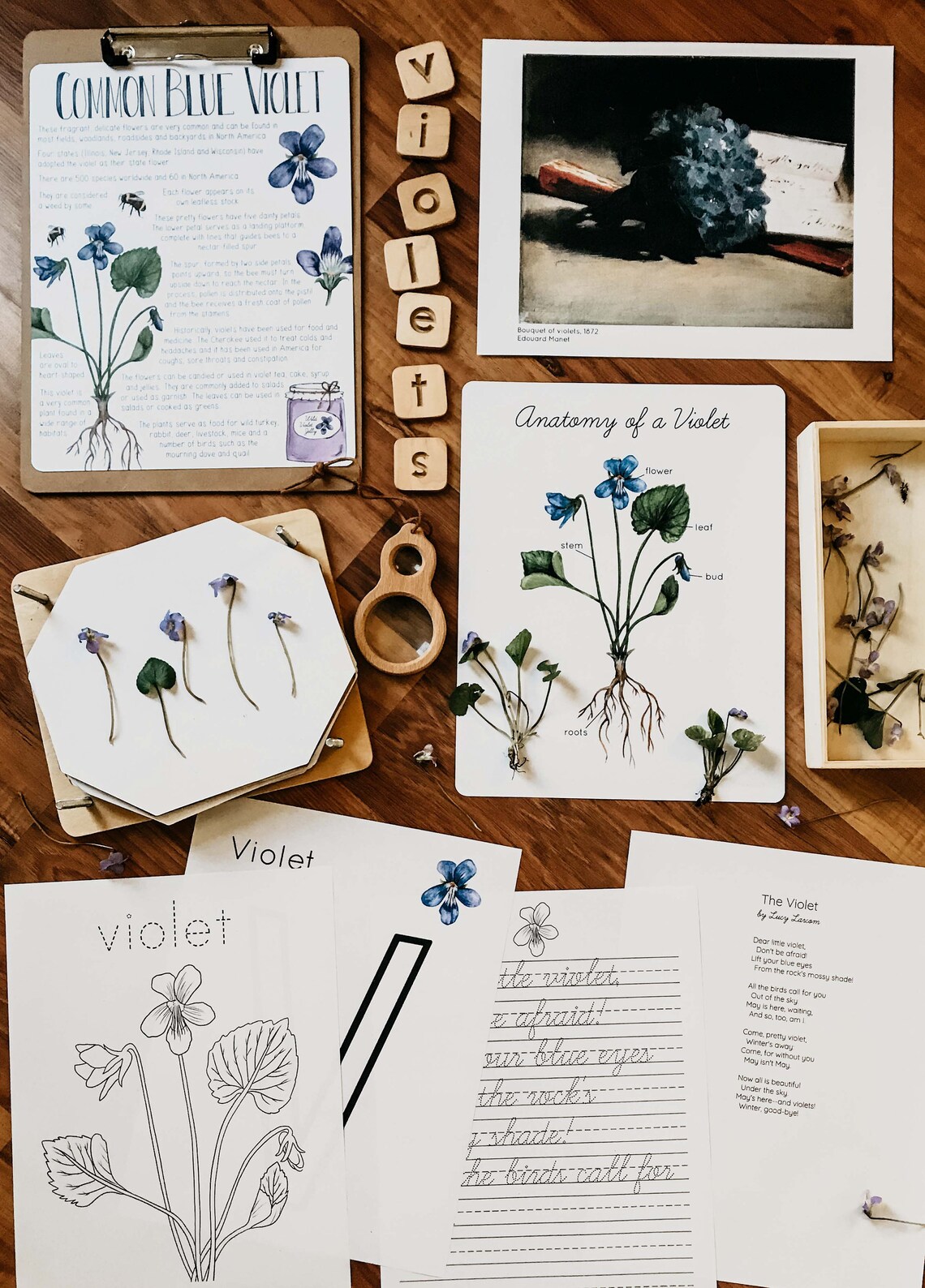 Common Blue Violet Mini Nature Study Bundle - Etsy