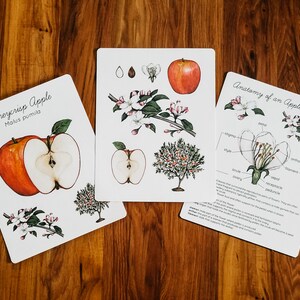 Apple Unit Study Bundle - Etsy