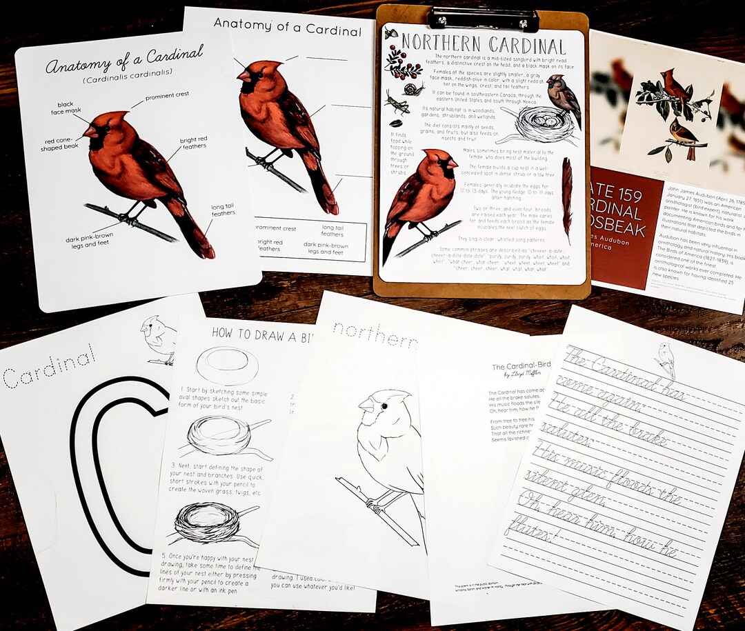 Cardinal Mini Nature Study - Etsy