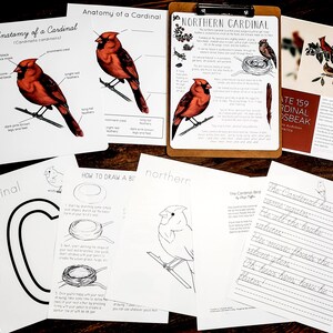 Cardinal Mini Nature Study - Etsy