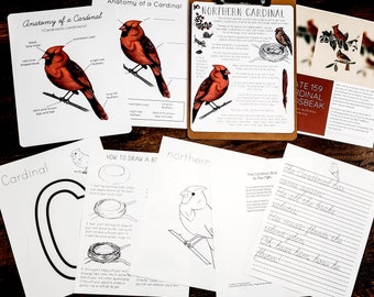 Northern Cardinal Anatomy Pack Homeschool Printable Nature Study ...