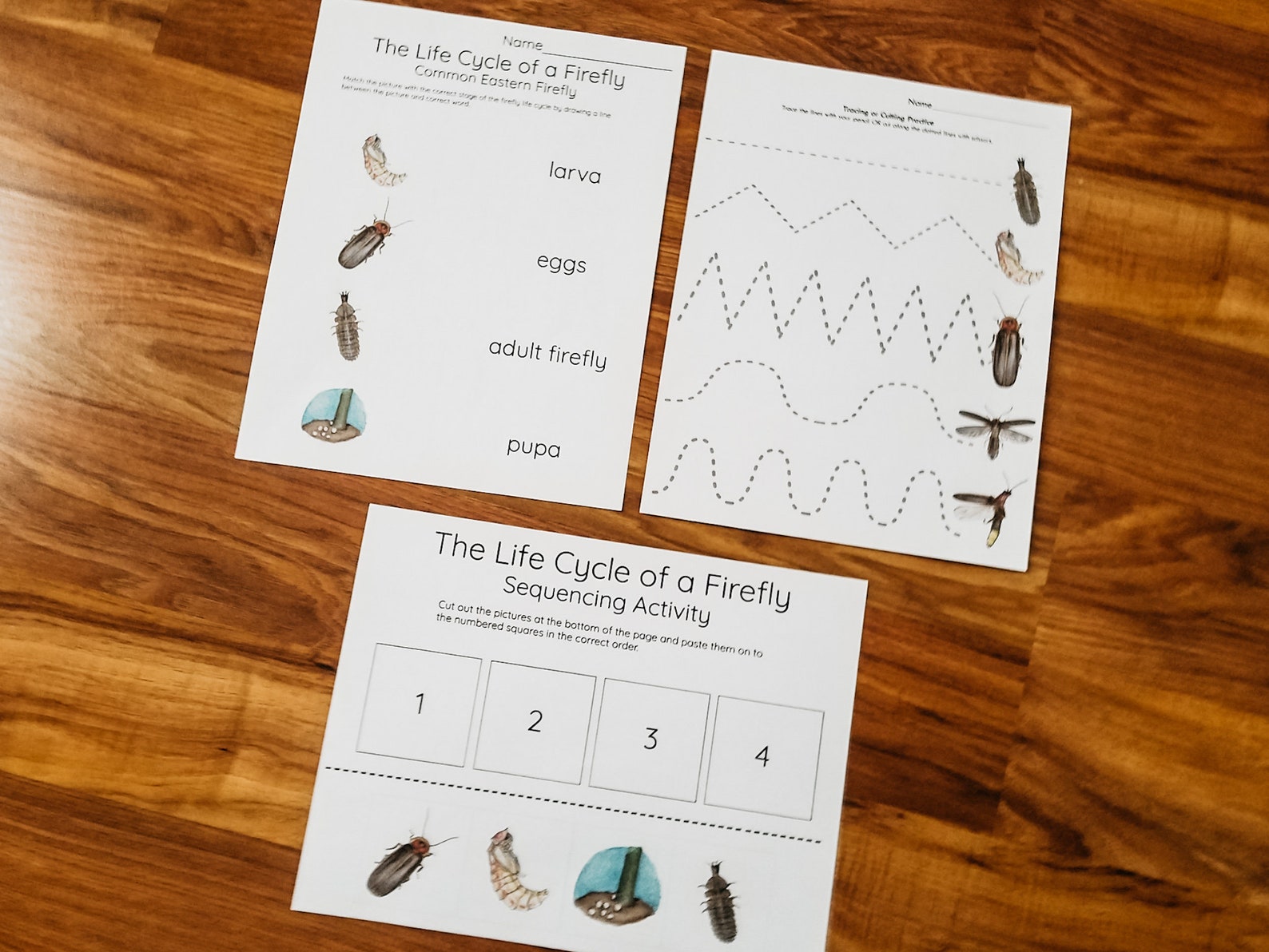 Firefly Unit Study Bundle - Etsy
