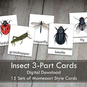 Montessori 3-part Cards: Insects - Etsy Canada