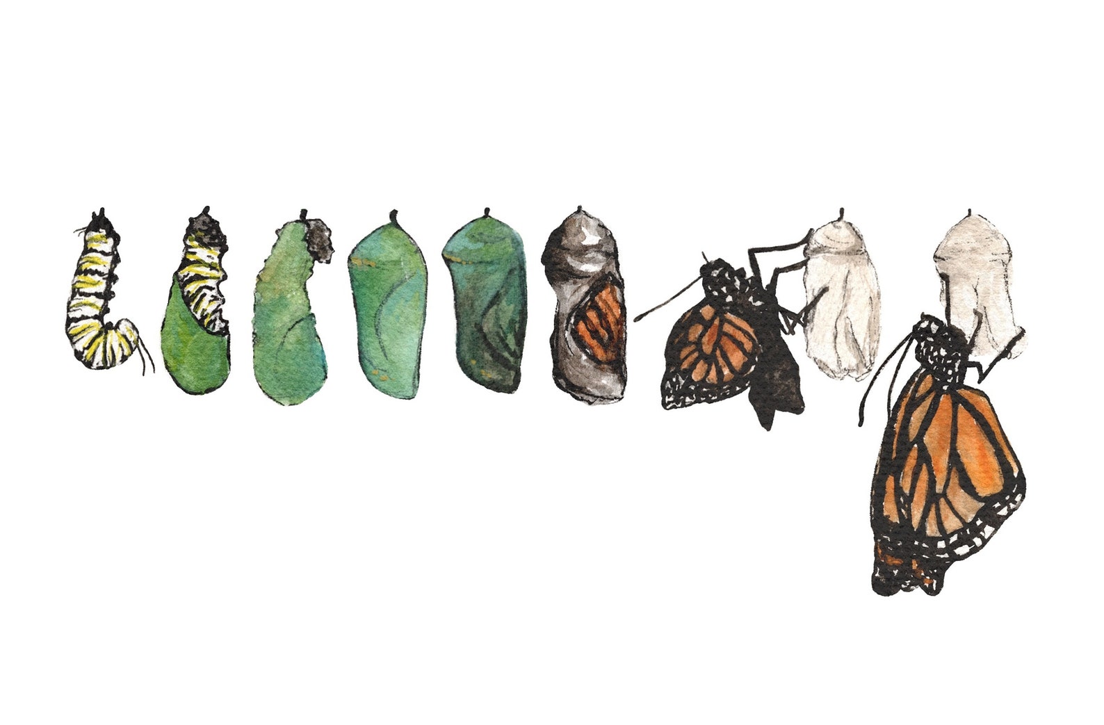 Monarch Butterfly Mini Nature Study - Etsy