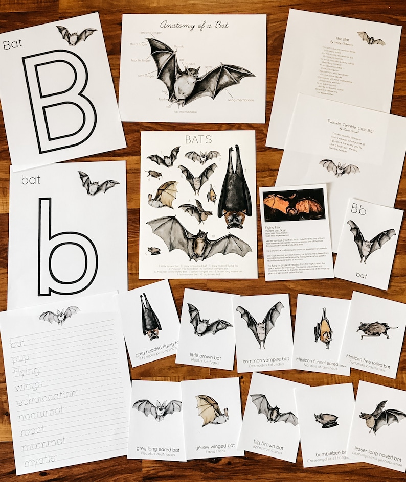 Bat Nature Study - Etsy