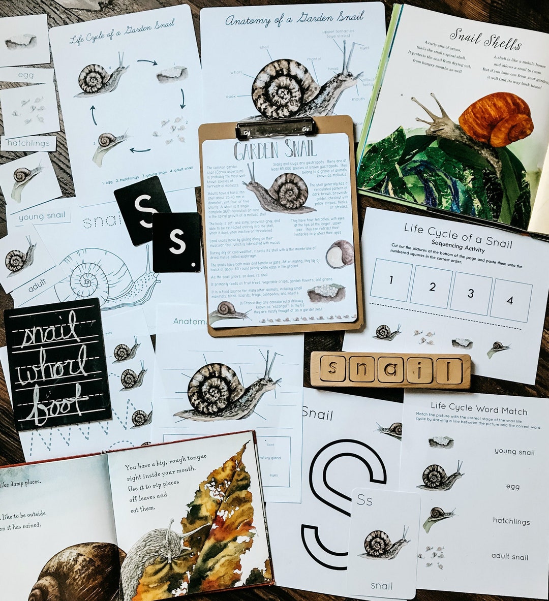 Garden Snail Mini Nature Study - Etsy